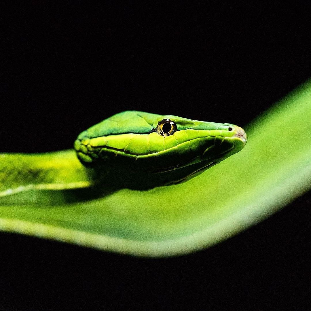 Sukia – Manuel Antonio Nature Adventure Park – – Nature Refuge ...