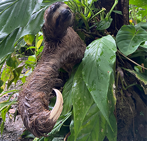 Sukia – Manuel Antonio Nature Adventure Park – – Nature Refuge ...