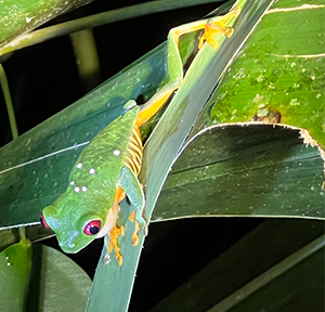 Sukia – Manuel Antonio Nature Adventure Park – – Nature Refuge ...